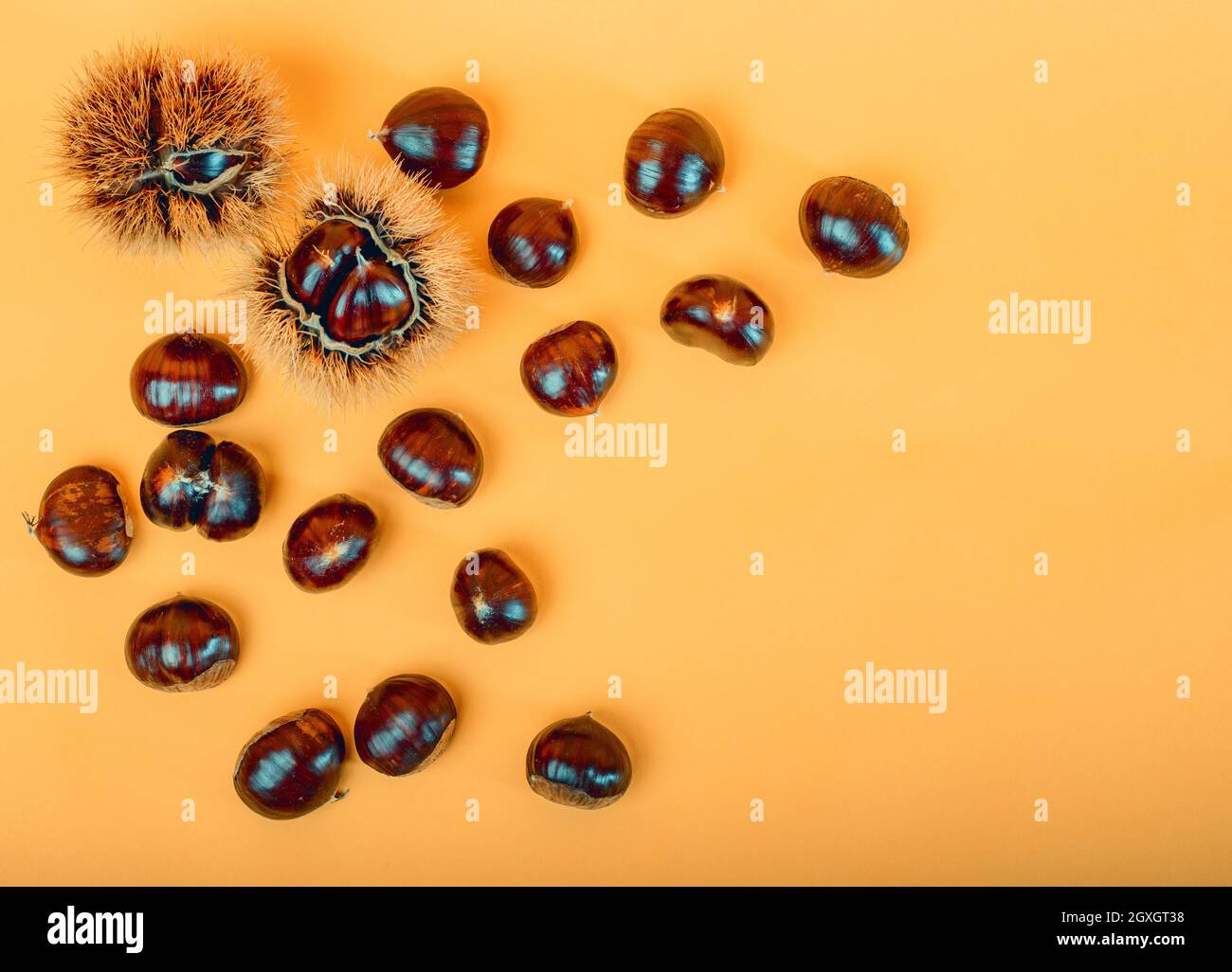 Stylish and elegant composition of chestnut on yellow background Stock ...