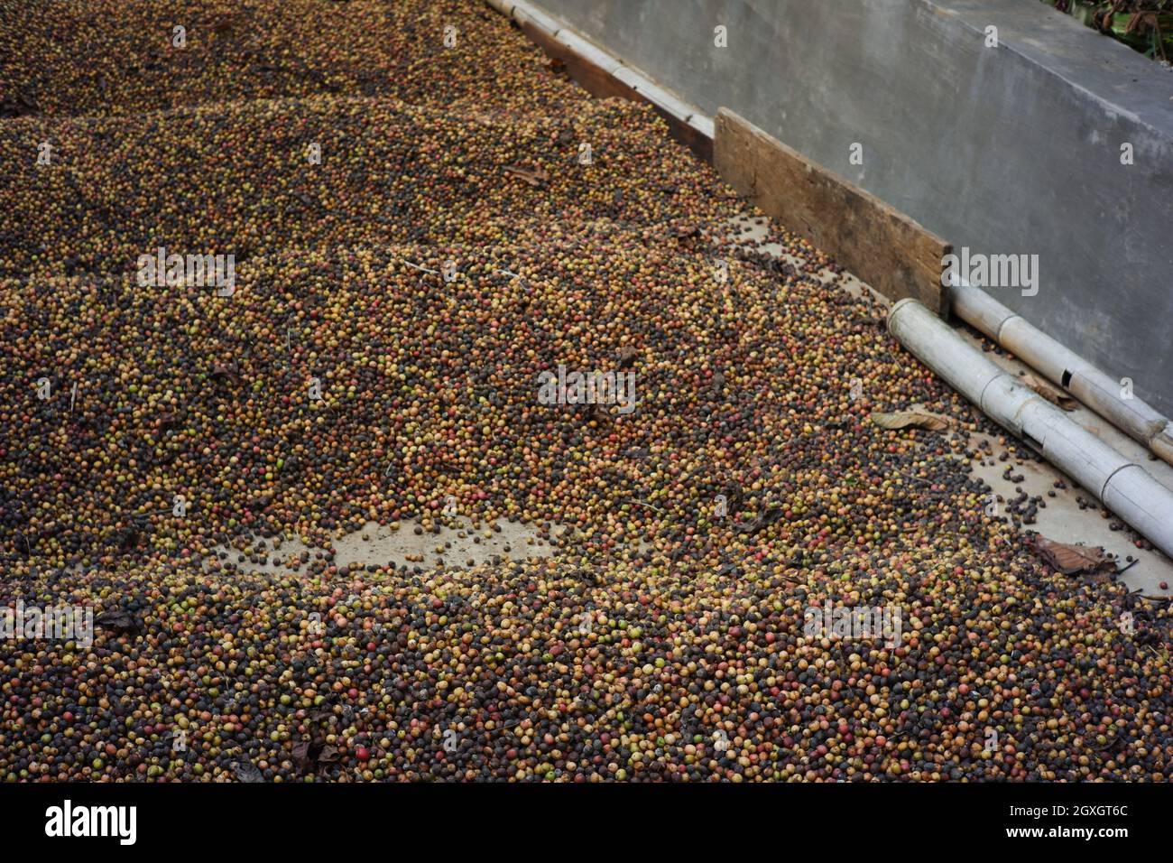 the process of drying coffee beans by stacking them to form like waves ...