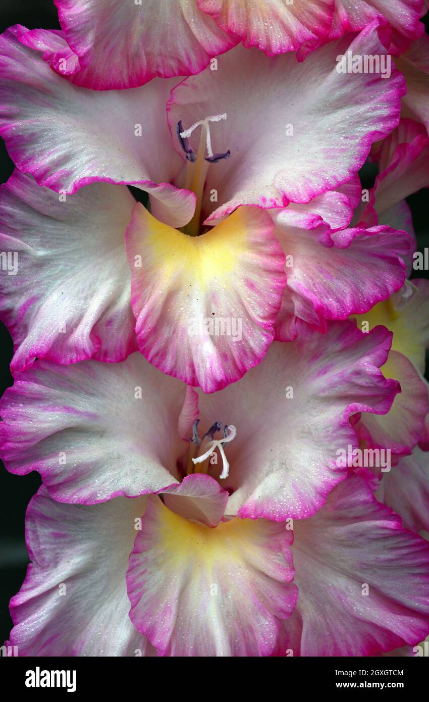Pink gladiola hi-res stock photography and images - Alamy