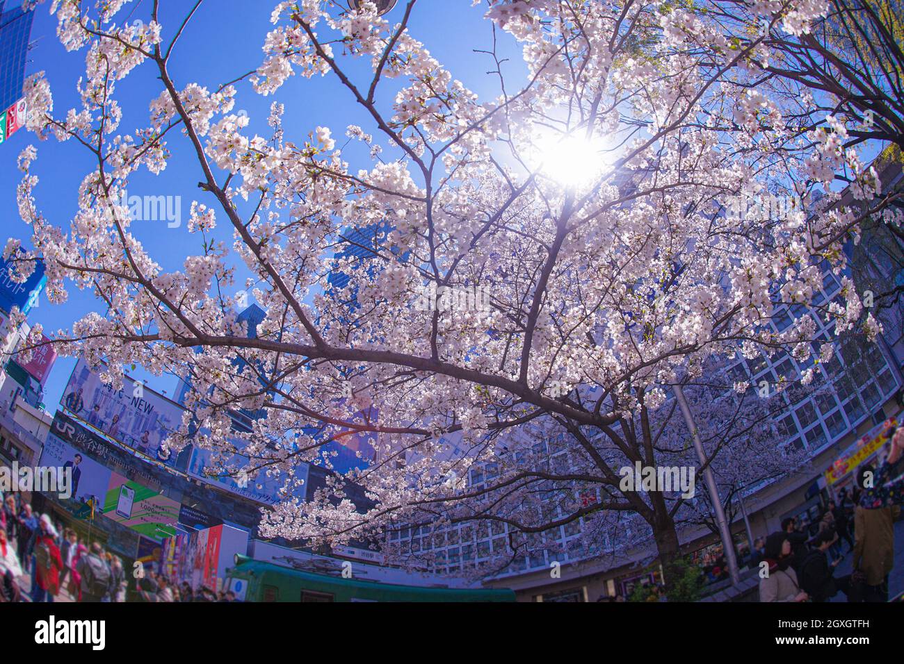 Shibuya Station of the cherry tree and the blue sky. Shooting Location ...