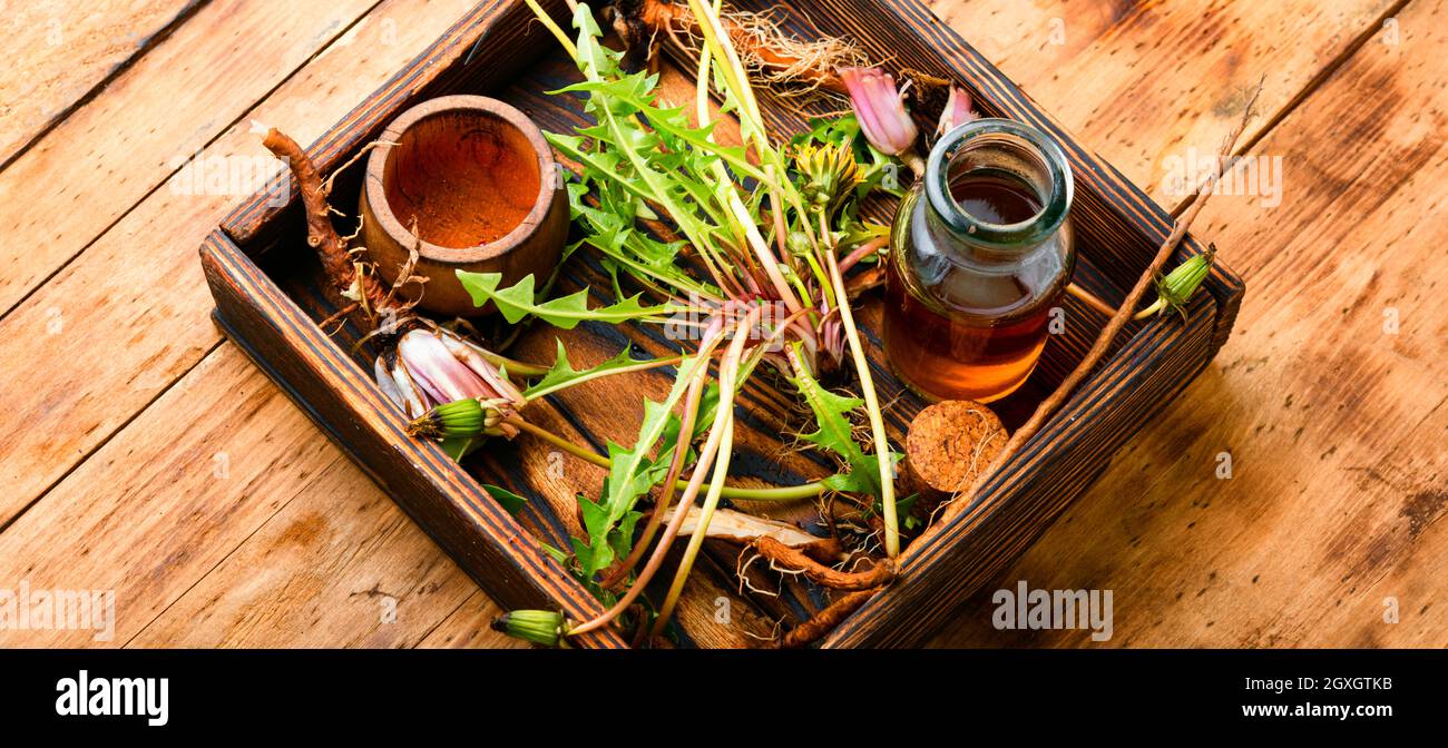 Healing herbs and herbal medicinal roots.Extract of dandelion.Taraxacum ...