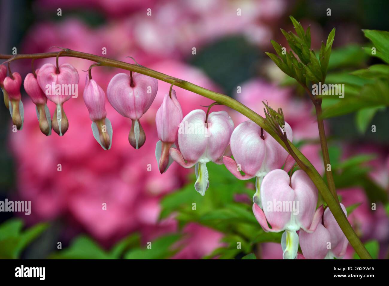 Lovely bleeding hi-res stock photography and images - Alamy