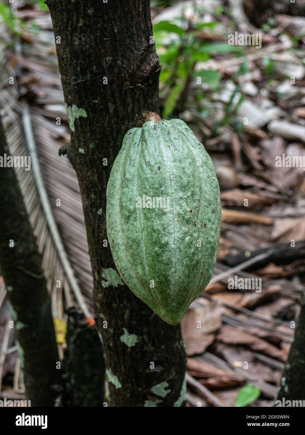 Cacao or cocoa in the plantation in Indonesia Stock Photo - Alamy