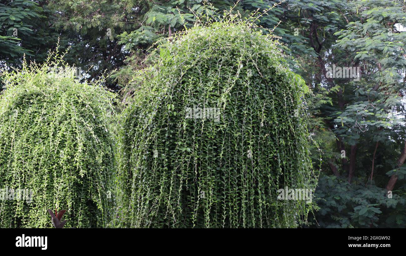Beautiful long-gowns vines it is very beautiful natural environment ...