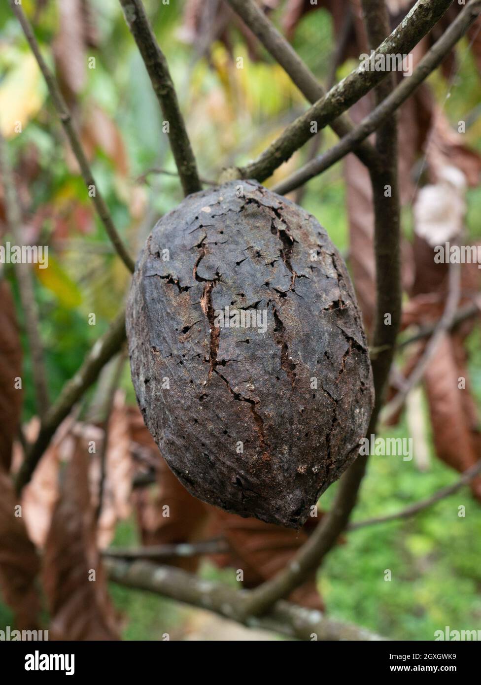 Damaged cacao or cocoa pod in the plantation in Indonesia Stock Photo ...