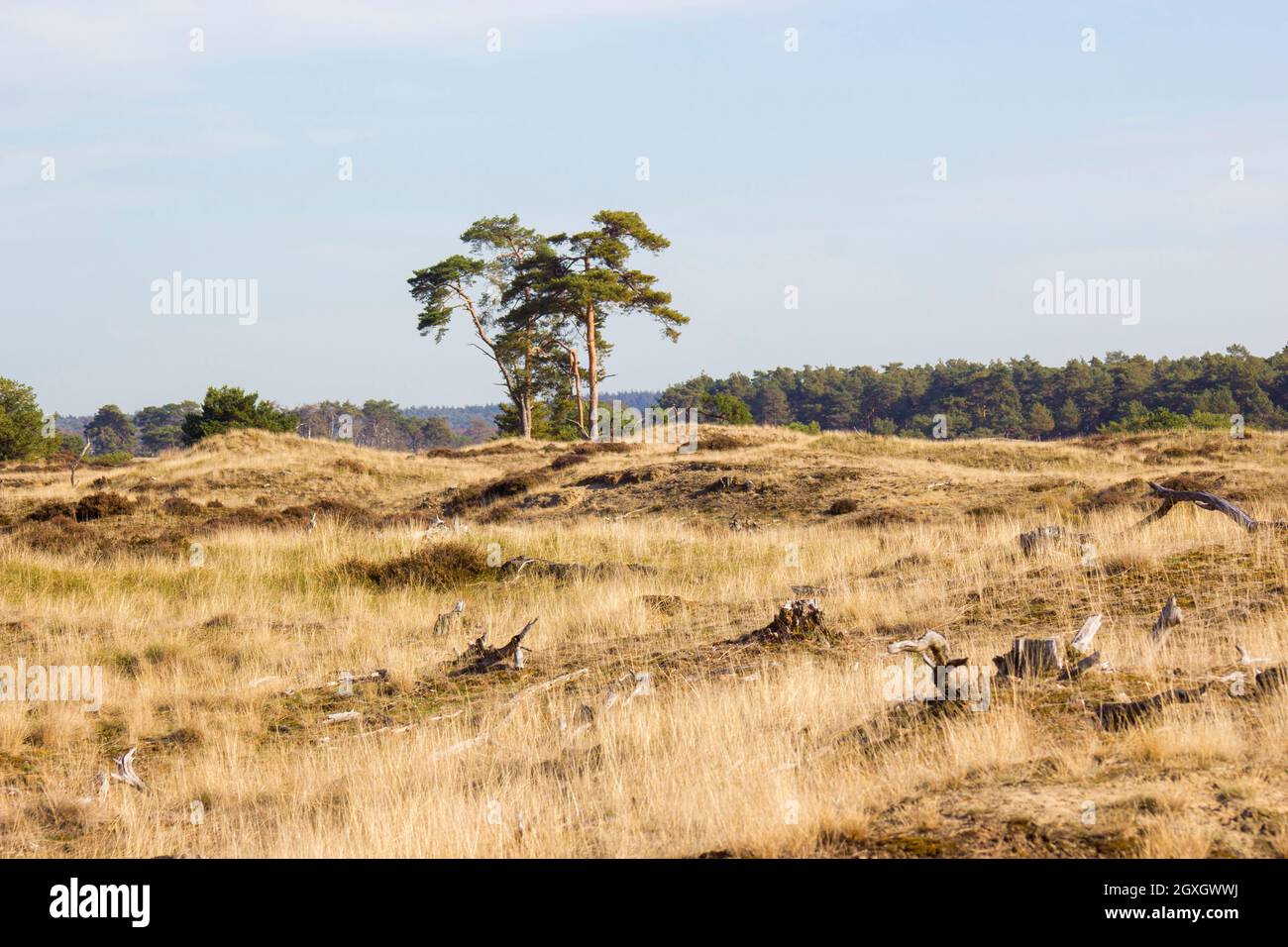 Landscape in National Park Hoge Veluwe in the Netherlands Stock Photo ...