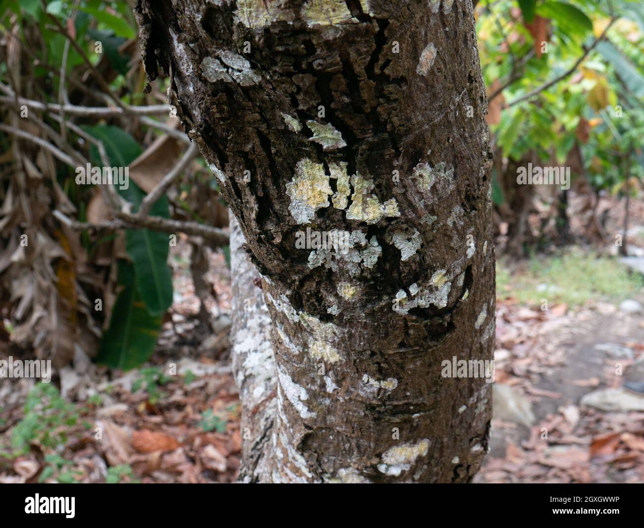 Cacao or cocoa in the plantation in Indonesia Stock Photo - Alamy