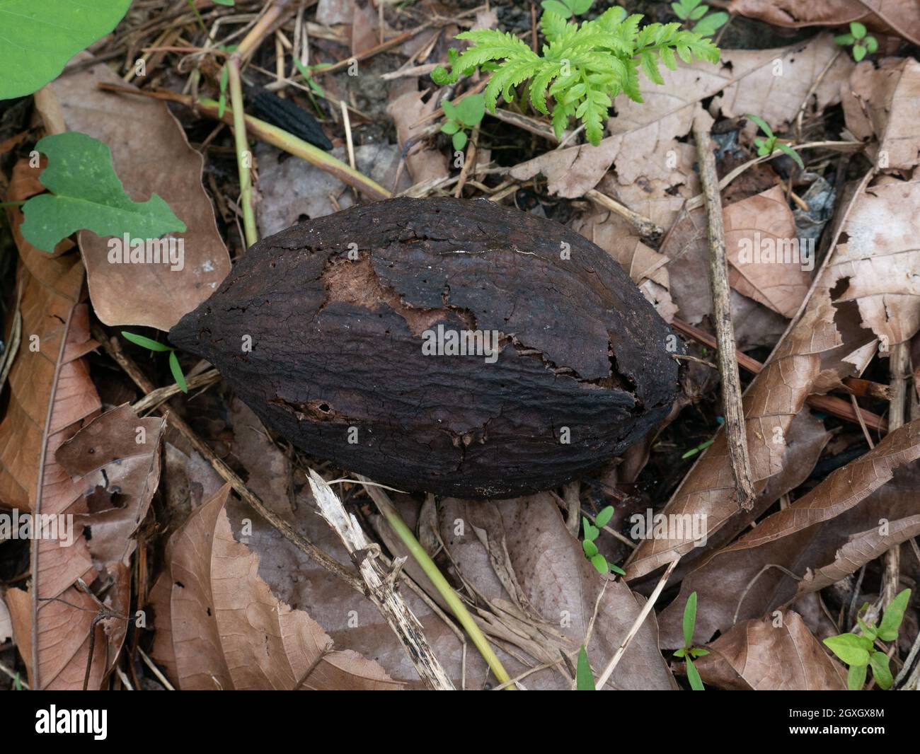Damaged cacao or cocoa pod in the plantation in Indonesia Stock Photo ...