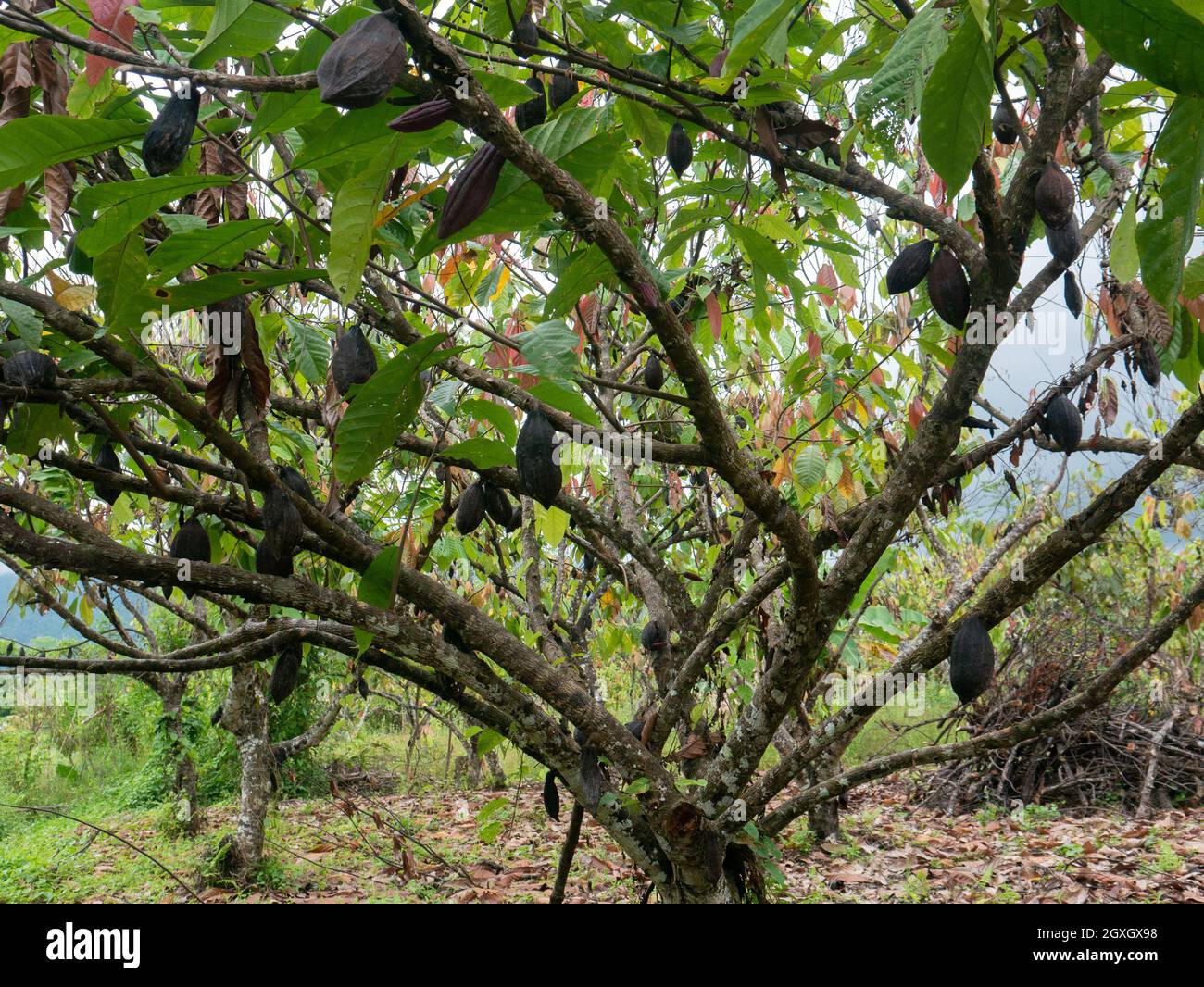 Cacao or cocoa in the plantation in Indonesia Stock Photo - Alamy