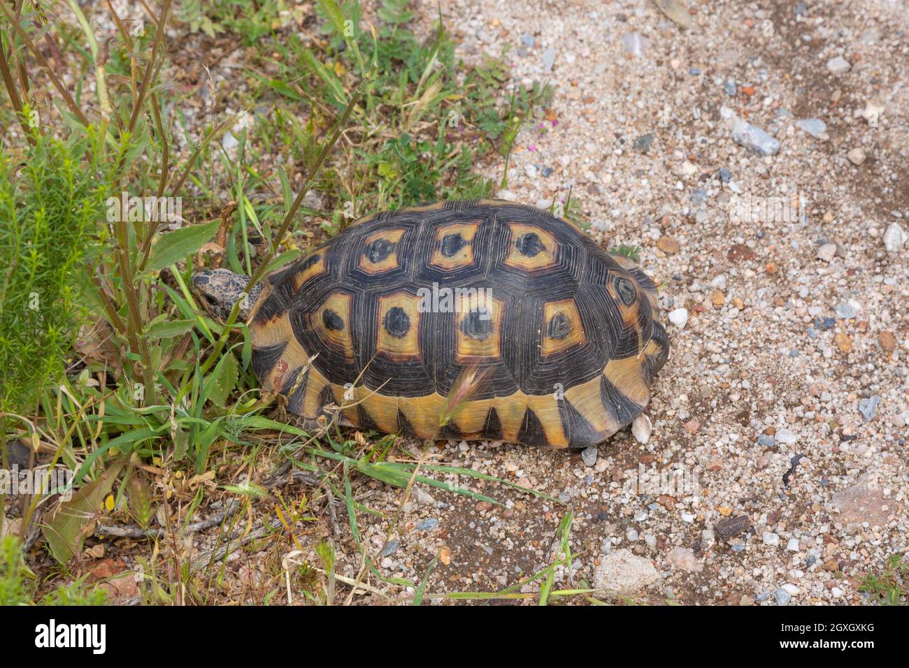 South African Wildlife: Red-belly tortoise (Chersina angulata) in ...