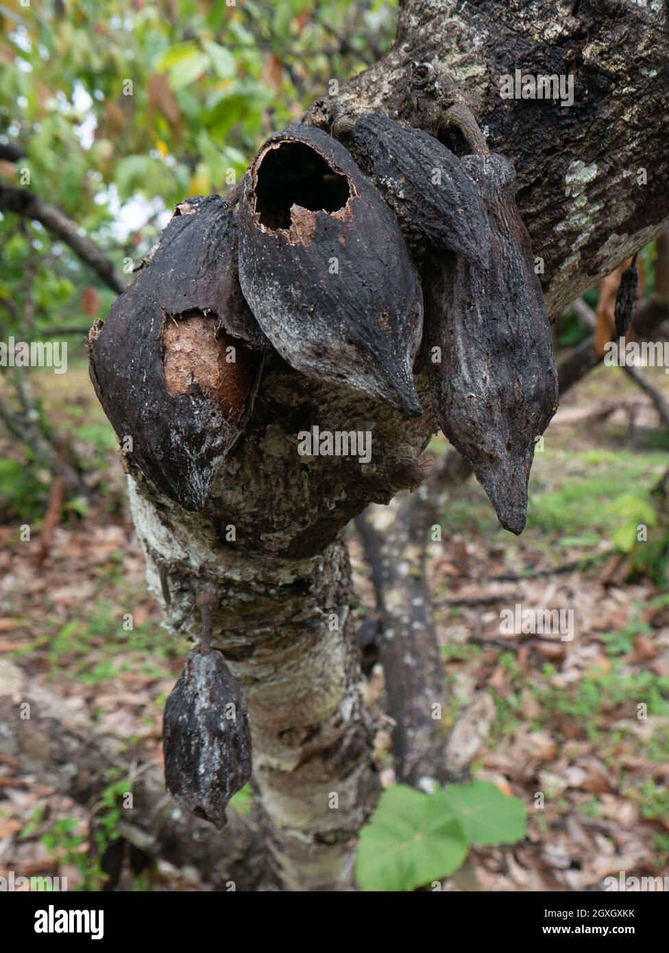 Damaged cacao or cocoa pod in the plantation in Indonesia Stock Photo ...