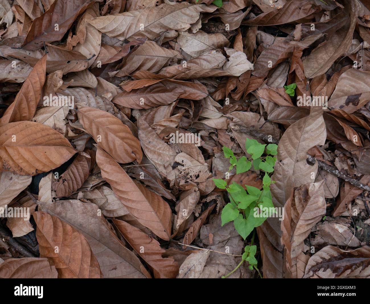 Cacao or cocoa in the plantation in Indonesia Stock Photo - Alamy