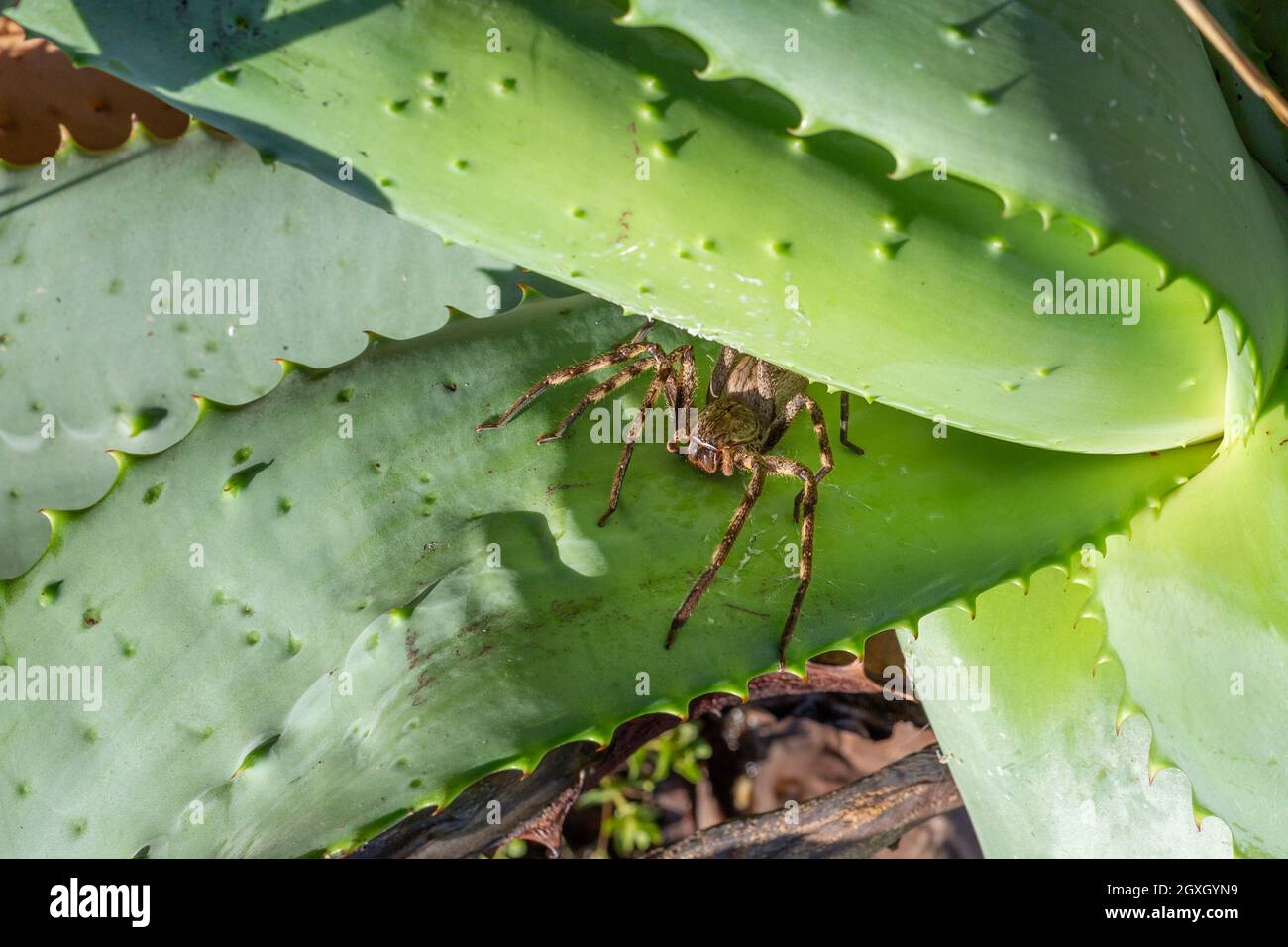The Huntsman Spider Palystes superciliosus (the common rain spider ...