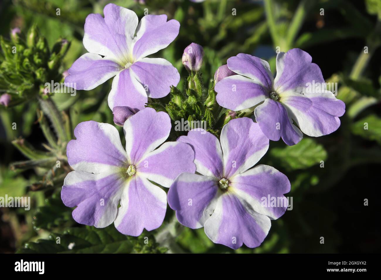 Macro verbena officinalis hi-res stock photography and images - Alamy