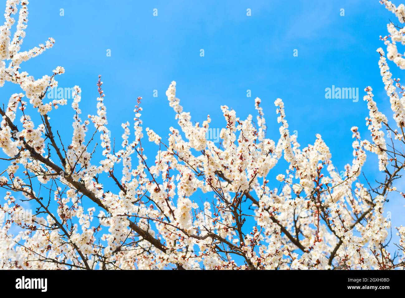 Spring tree blossom with blue sky in the background Stock Photo - Alamy