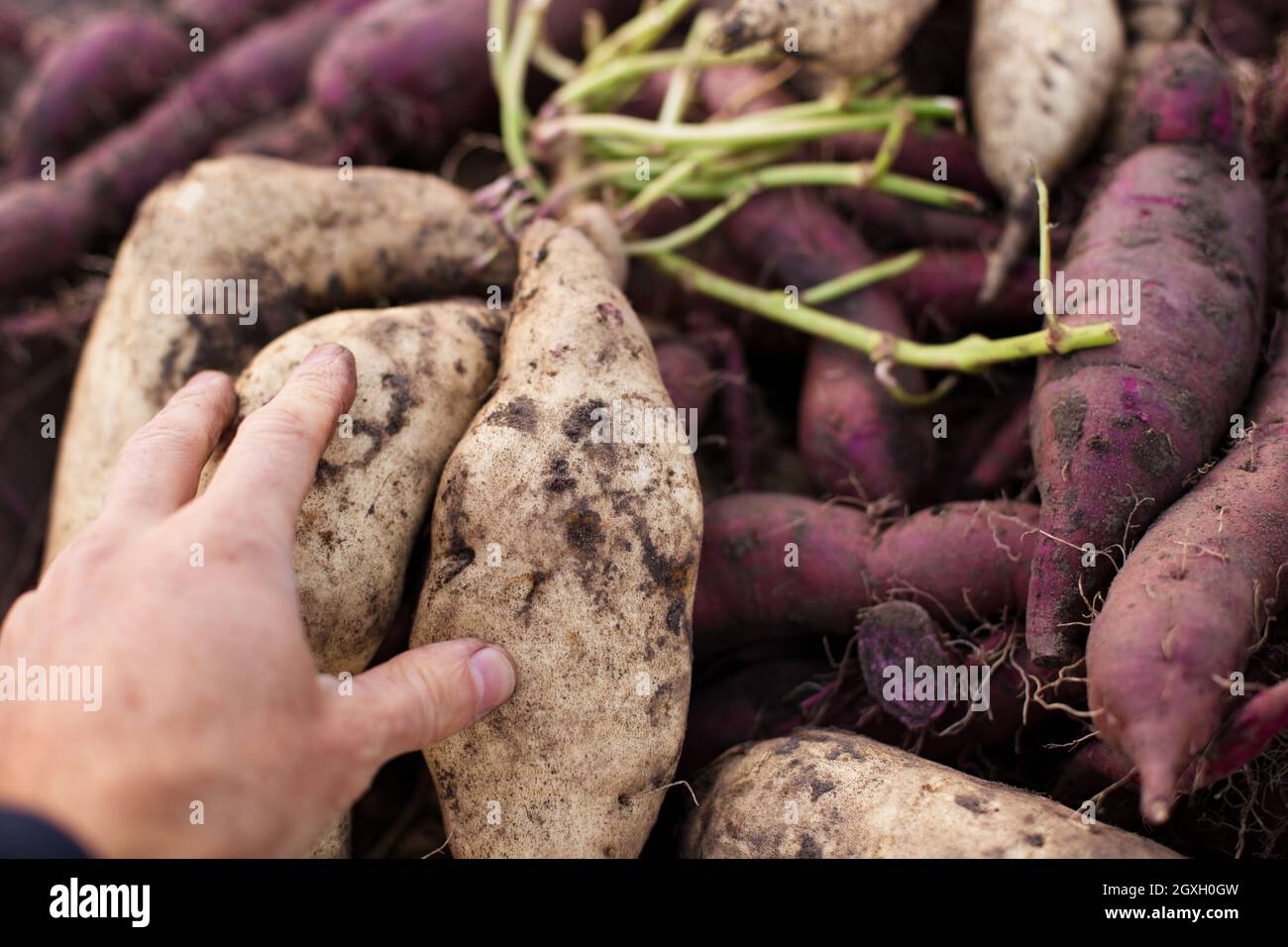 Farmer growing different grades of sweet potato white, purple and ...