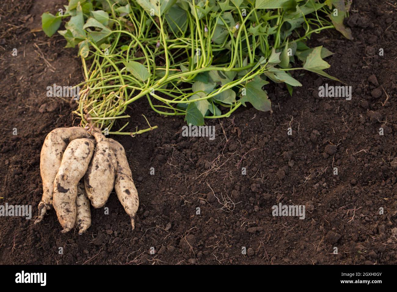 Bush of sweet potato with roots and leaves on black soil background ...