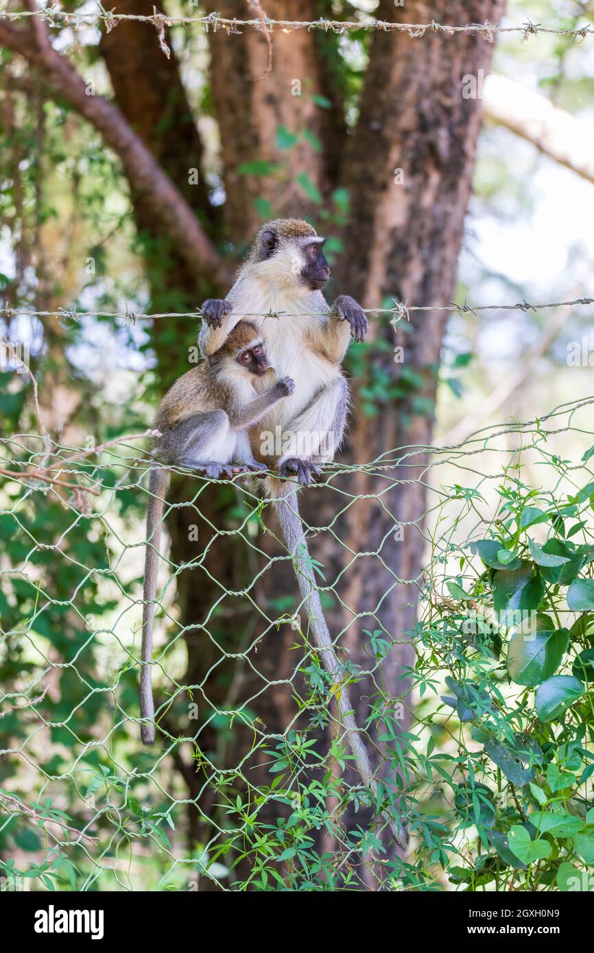 cute Vervet monkey with baby hung on a wire fence in Lake Chamo ...