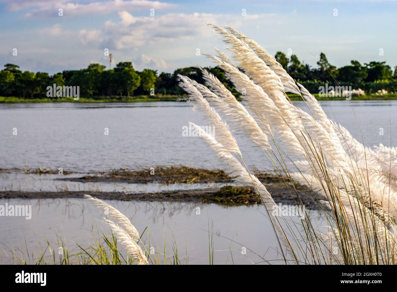 Kans grass hi-res stock photography and images - Alamy
