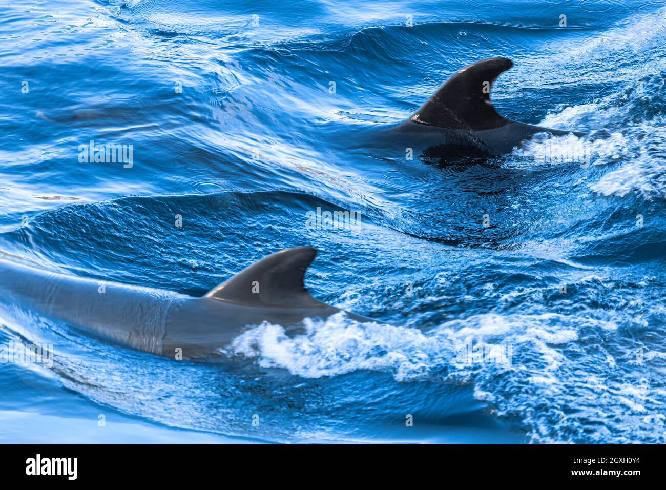 Dolphin fins over sea water surface . Dolphinarium show Stock Photo - Alamy