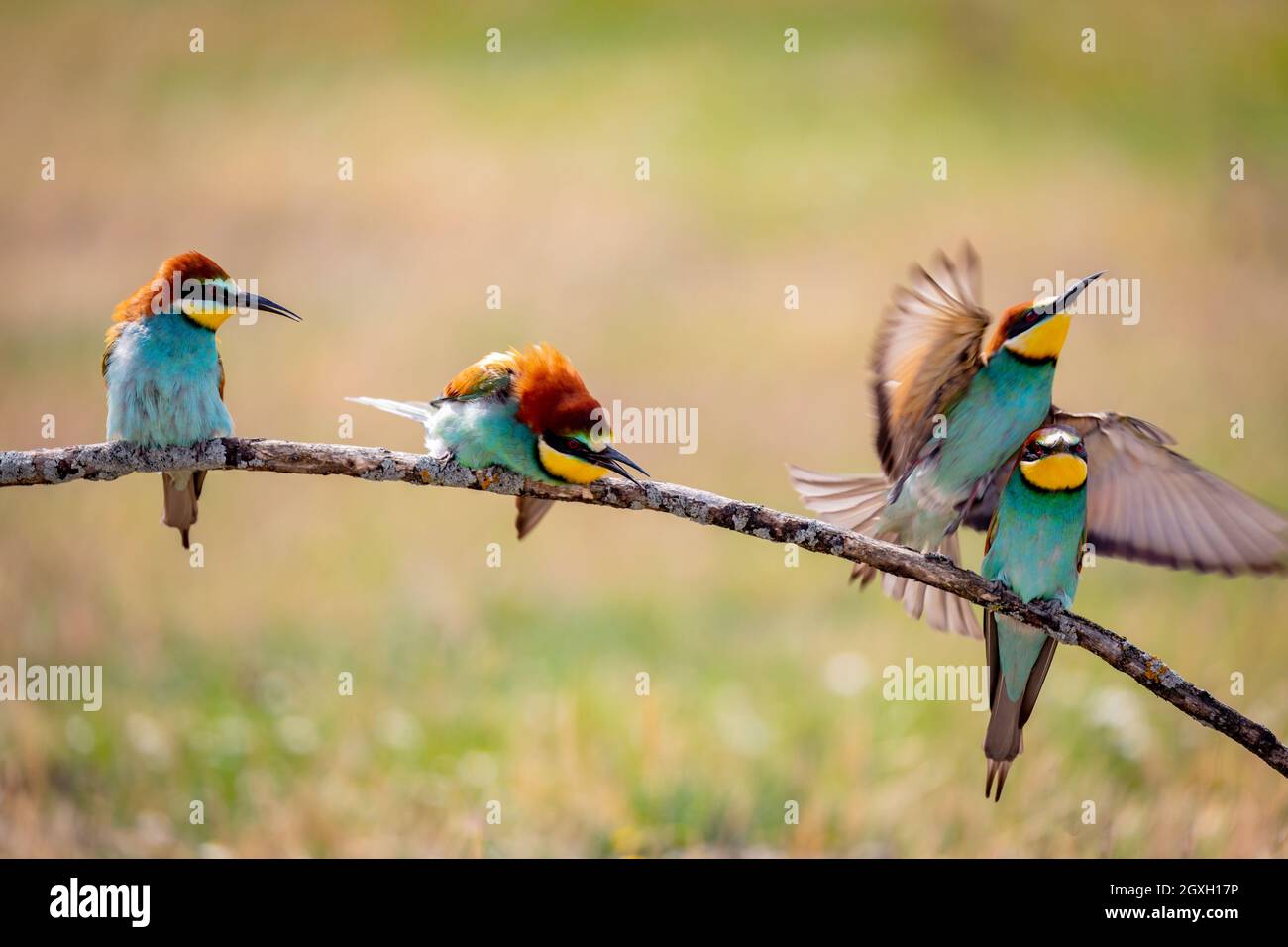 Different behaviors of bee-eaters on a branch Stock Photo - Alamy