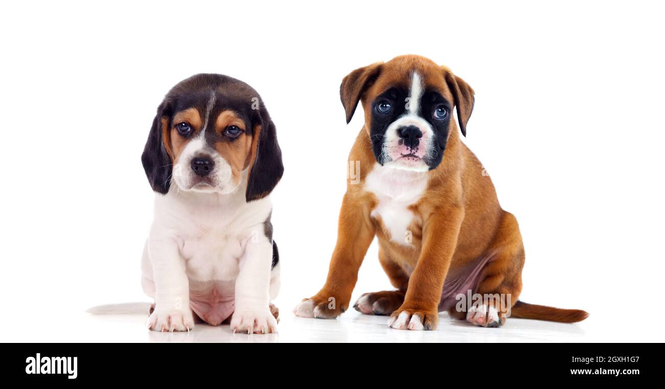 Two beautiful doggies isolated on a white background Stock Photo - Alamy
