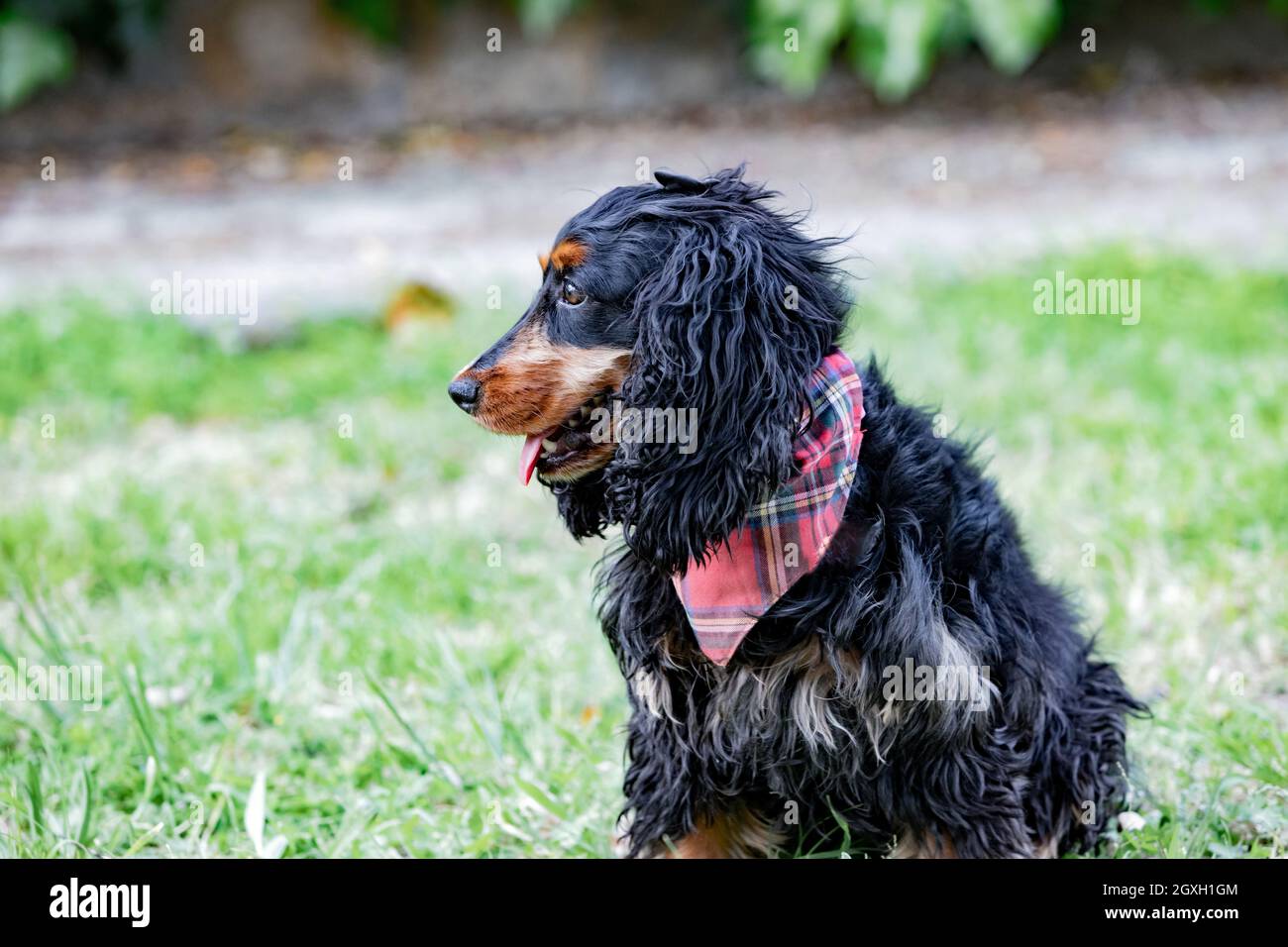 Adorable black Cocker Spaniel outside wearing a collar wiht a pink bone ...