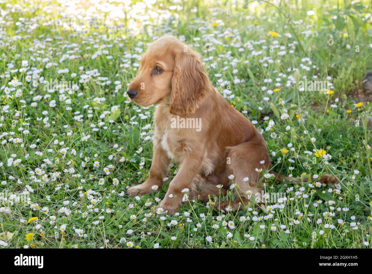 Small cocker spaniel dog with a beautiful blonde hair on the green ...