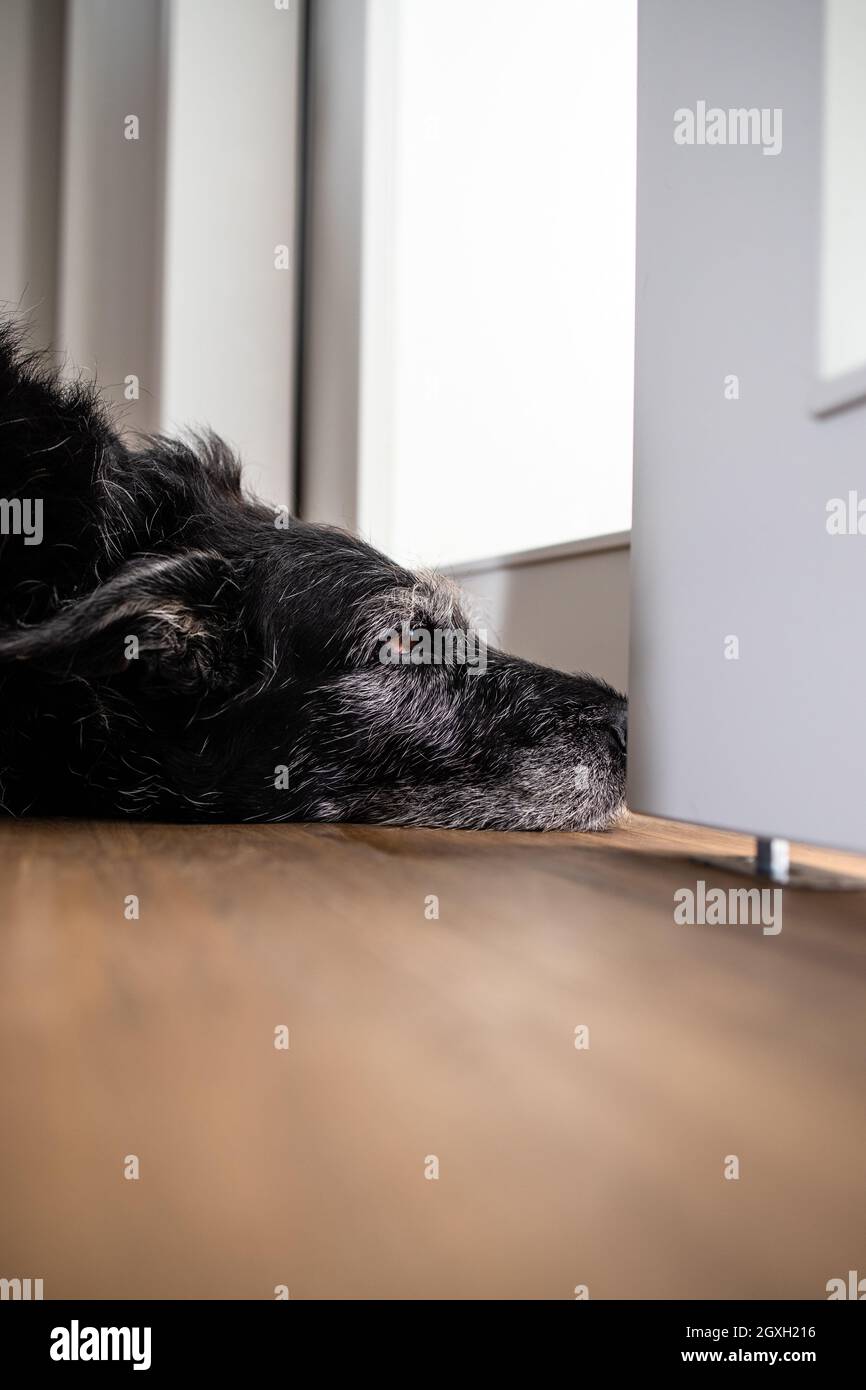 A sad looking dog is waiting for his master to stop working and take ...