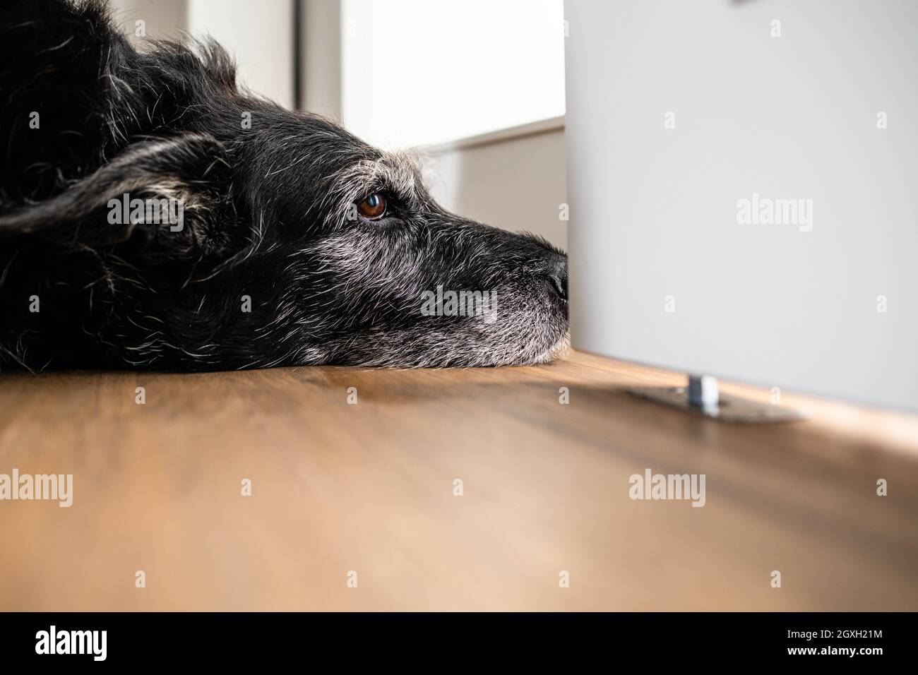A sad looking dog is waiting for his master to stop working and take ...