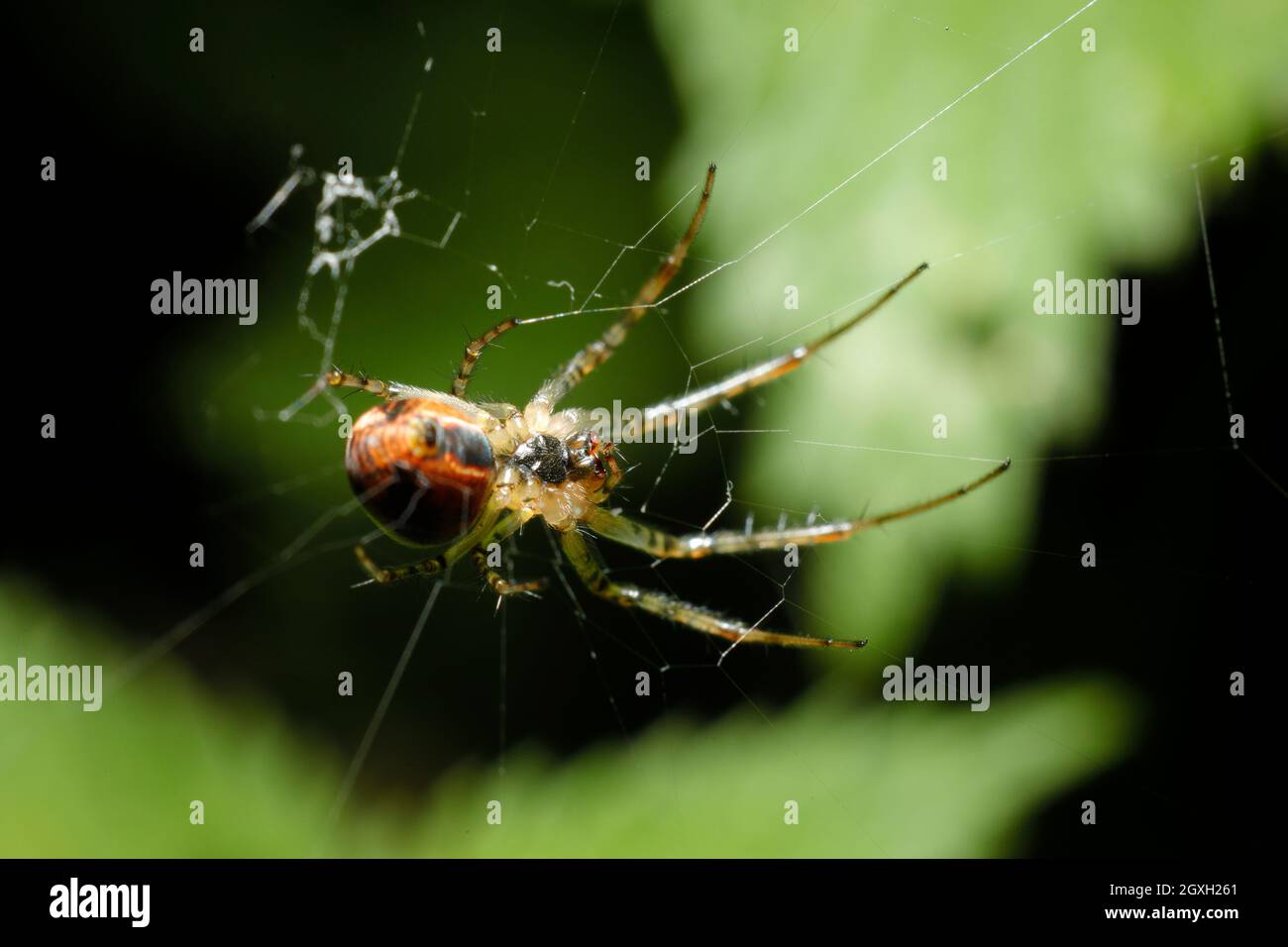 Orb Web Spider Stock Photo - Alamy
