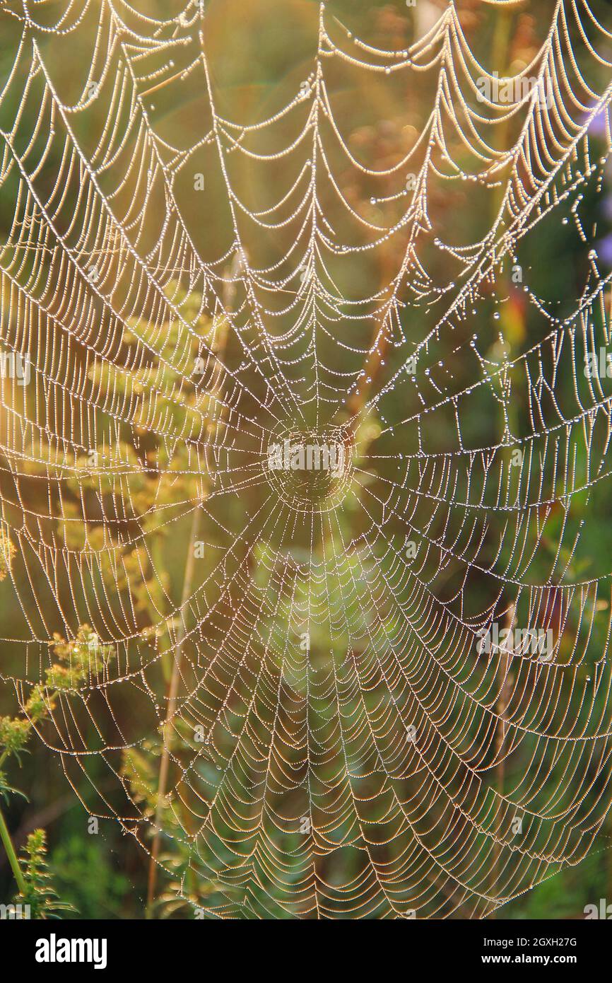Wet spider's web on branch closeup with drops of dew. House of spider ...