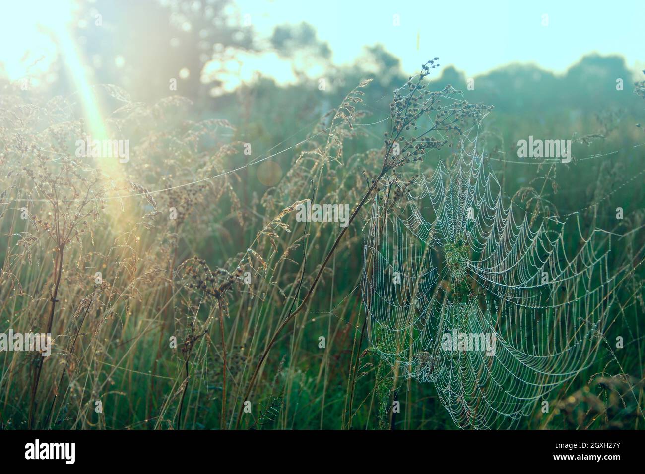 Wet spider's web on branch closeup with drops of dew. House of spider ...