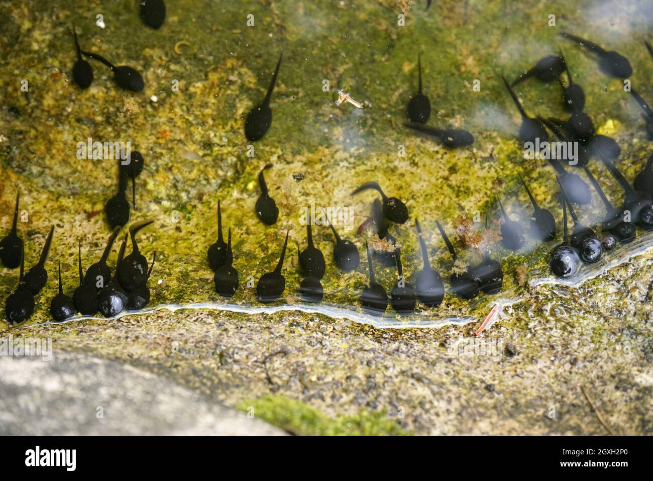 Group of small black tadpoles swimming near rocky pond shore, closeup ...
