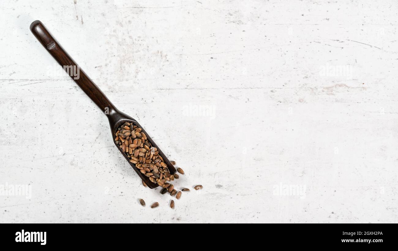 Blessed milk thistle seeds - Silybum marianum - in small wooden spoon ...