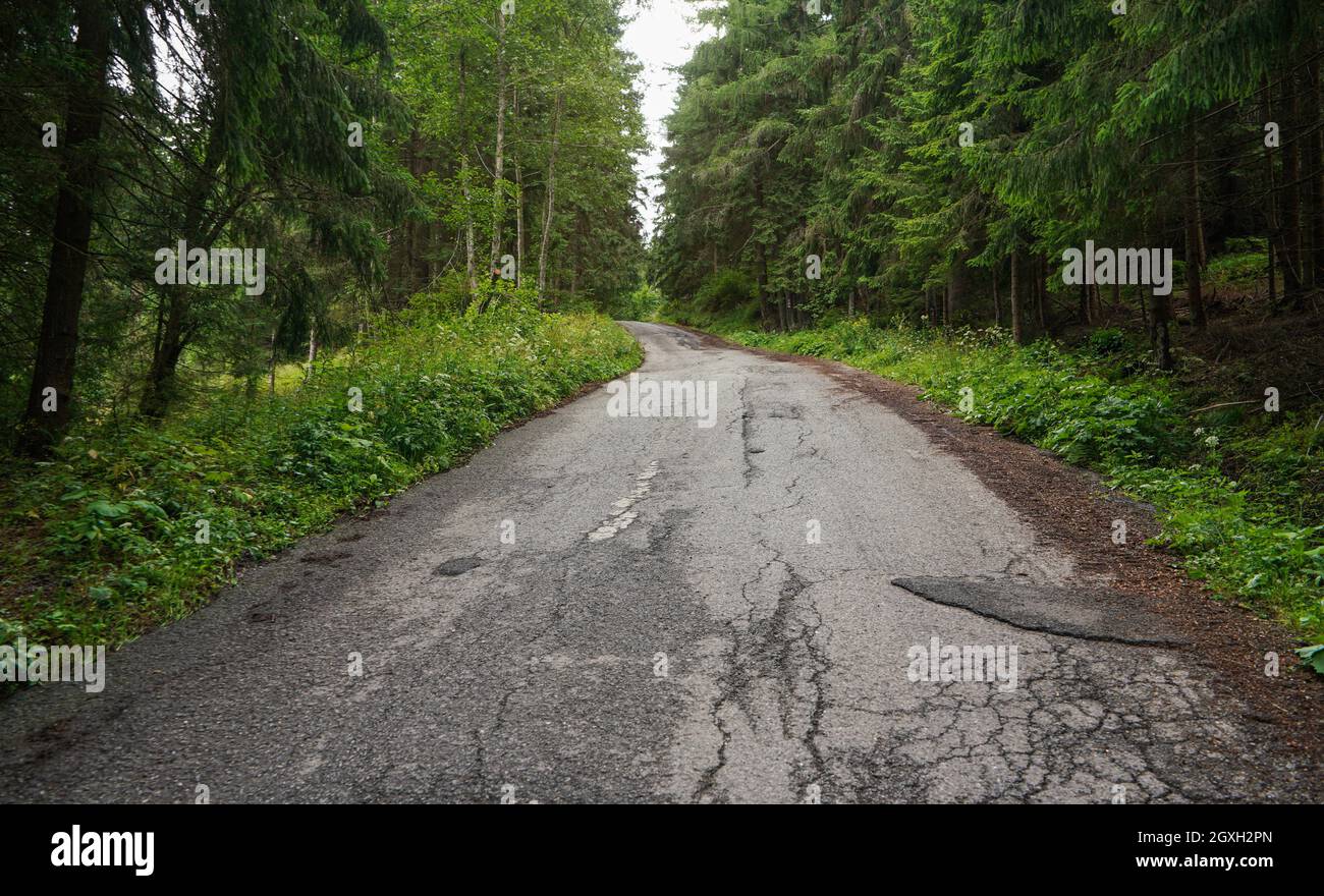 Worn asphalt forest road, trees and grass on both sides Stock Photo - Alamy