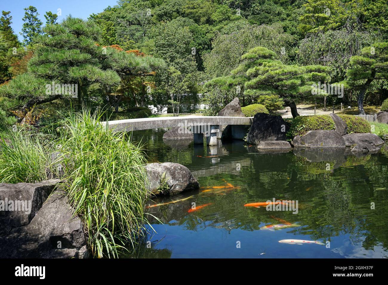 Green garden with bonsai trees and fish pond in Himeji, Japan Stock ...