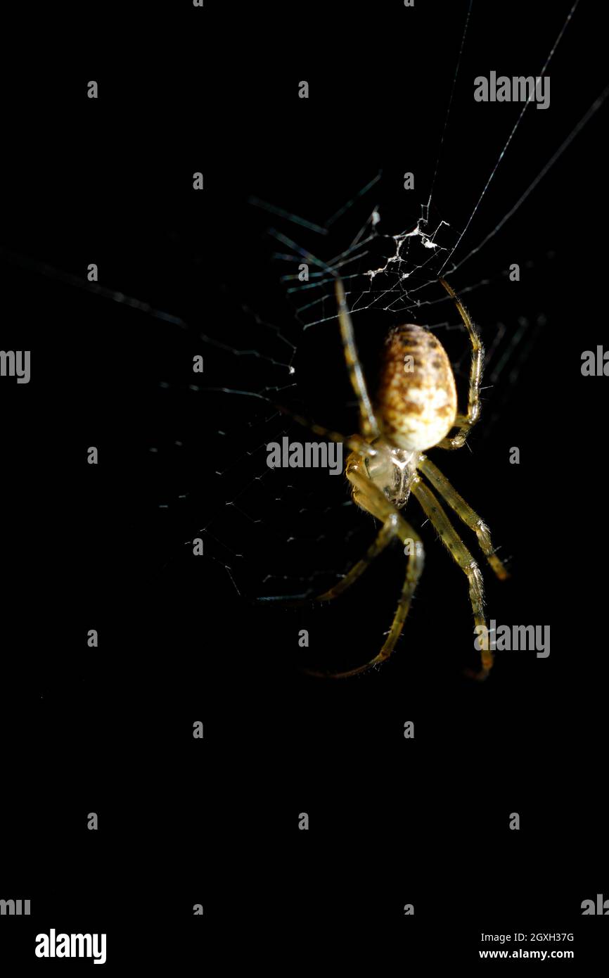 Photographing spiders hi-res stock photography and images - Alamy
