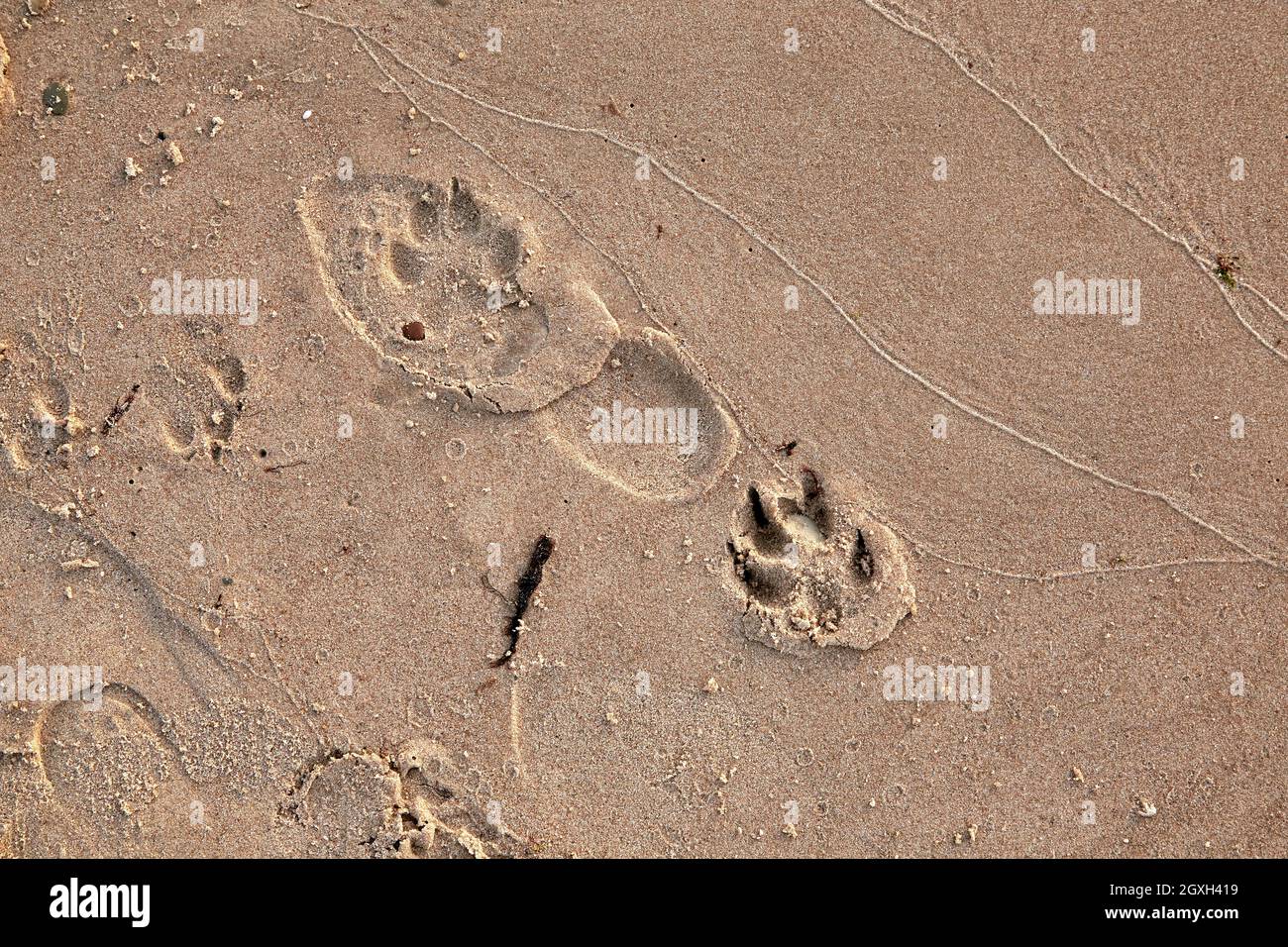 Dog and humans feet prints on a wet sand, abstract background Stock ...