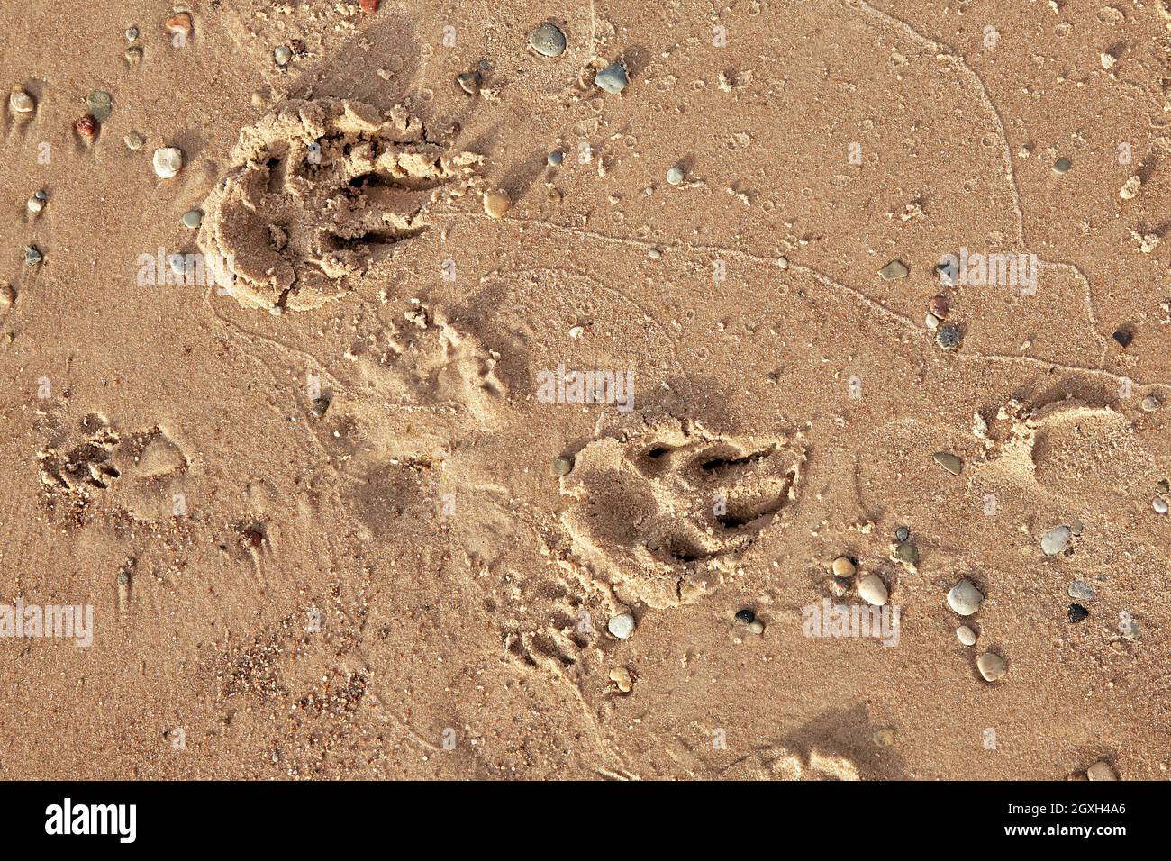 small and big dogs feet prints on a wet sand, abstract background Stock ...