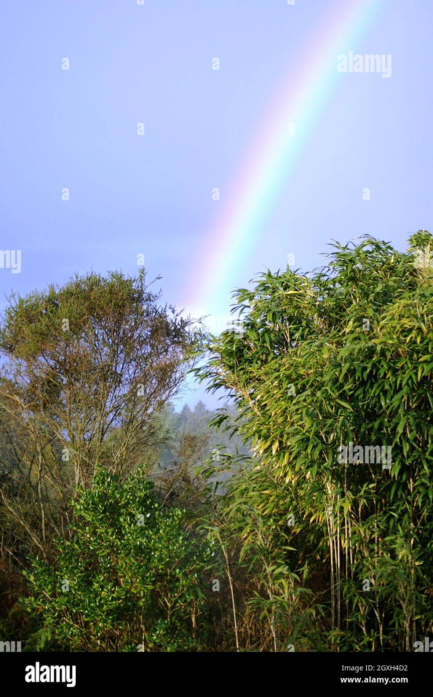 Rainbow over new zealand flora hi-res stock photography and images - Alamy