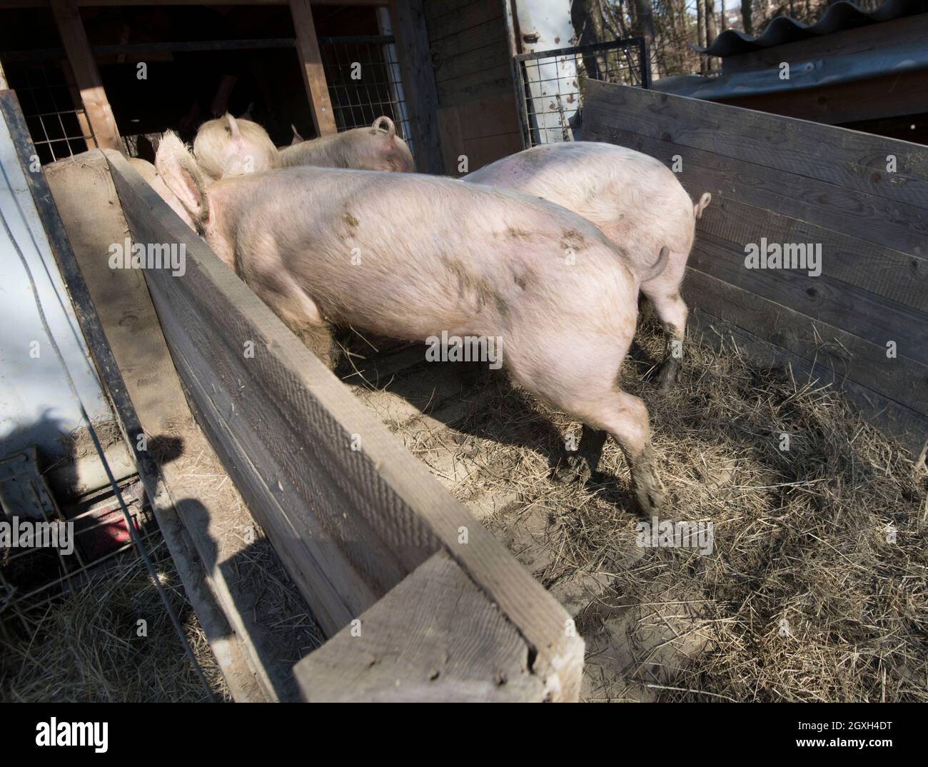 Breeding grunt hi-res stock photography and images - Alamy
