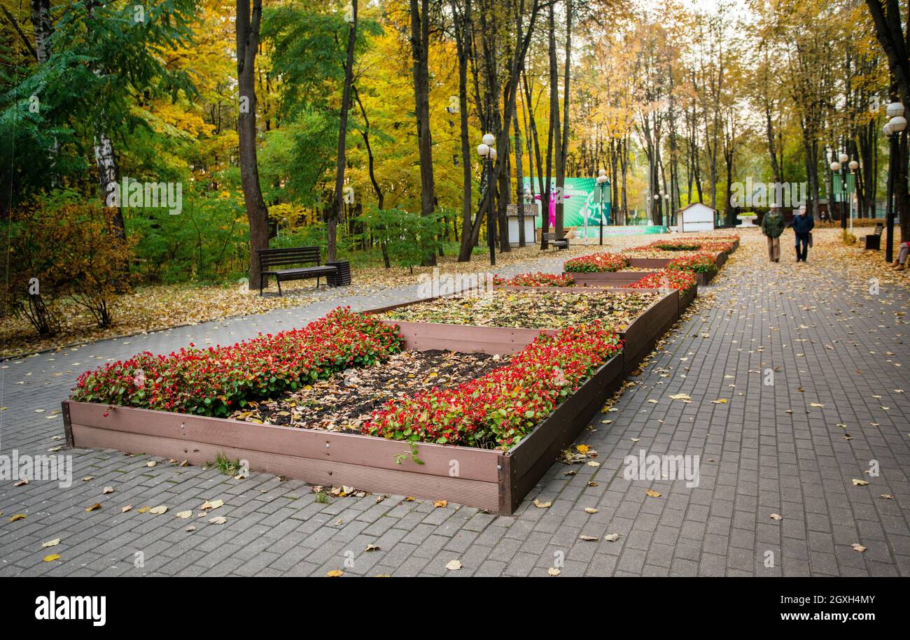 Flower beds in Krasnogorsk in public park with red flowers and yellow trees( of yellow leaves)ю ...