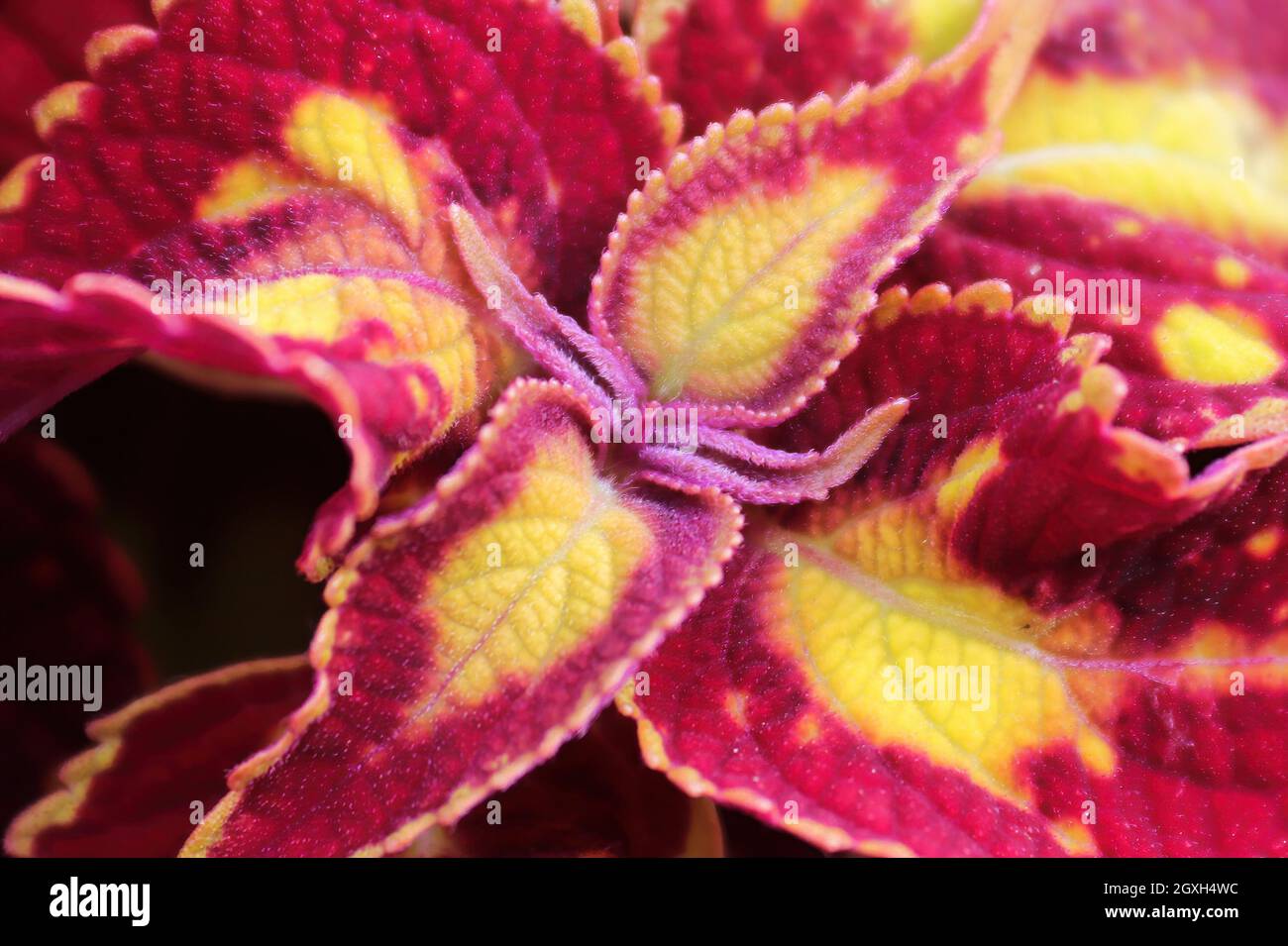 Coleus Gold High Resolution Stock Photography and Images - Alamy