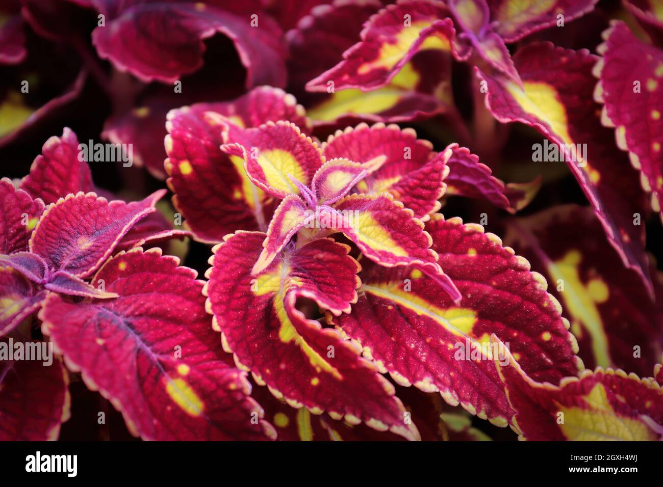 Closeup of pink and gold coleus plant leaves Stock Photo - Alamy