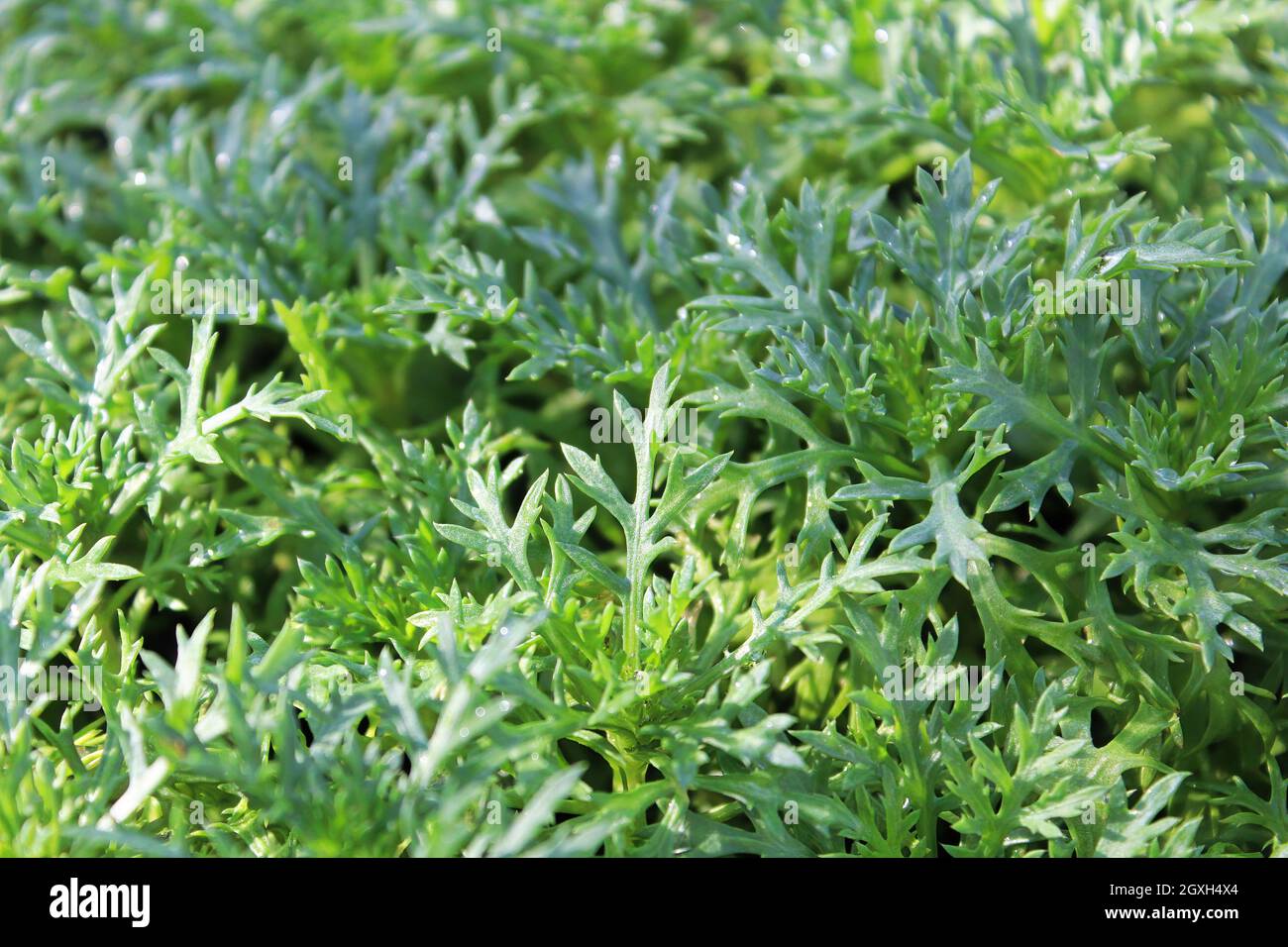 Macro view of seedling leaves on a GranDaisy Stock Photo - Alamy