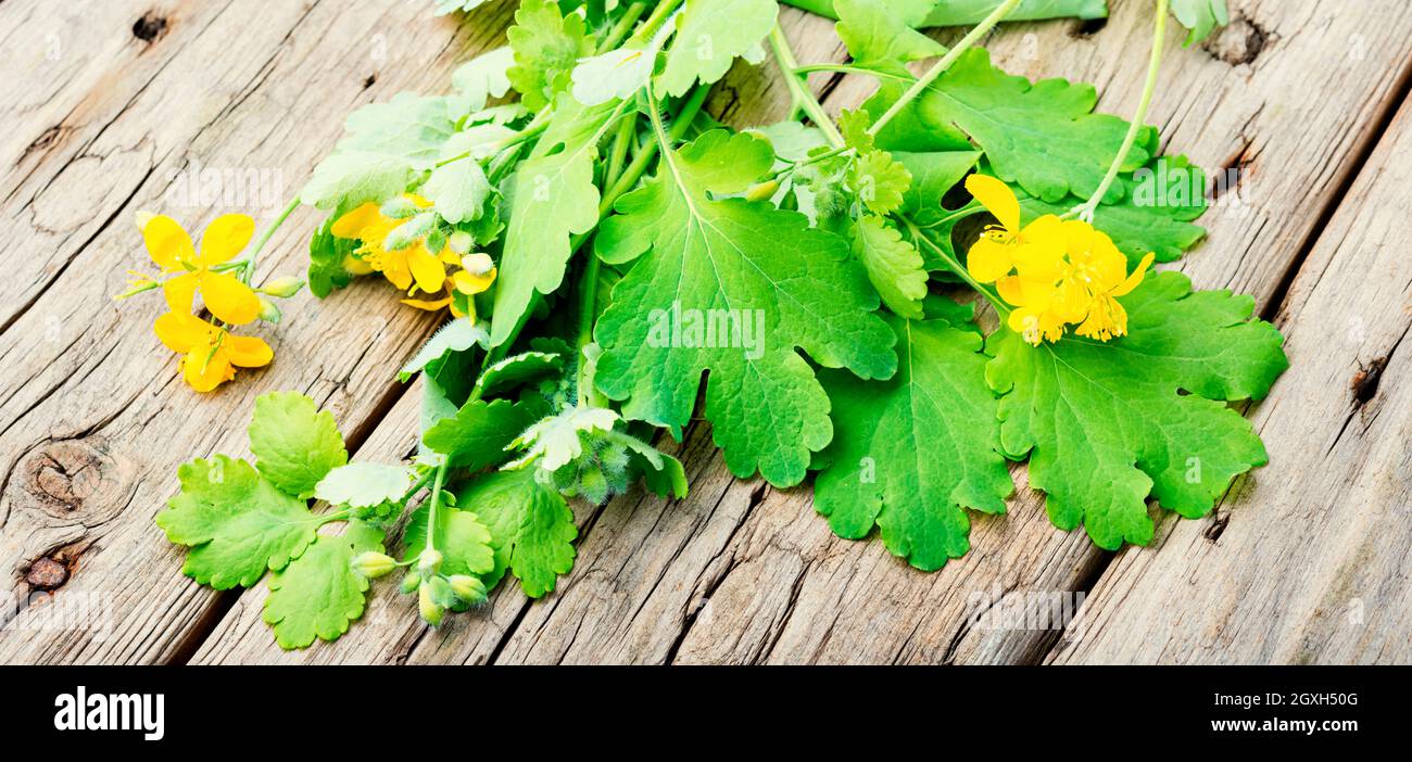 Healing tincture of celandine in a bottle.Herbal medicine.Medicinal ...