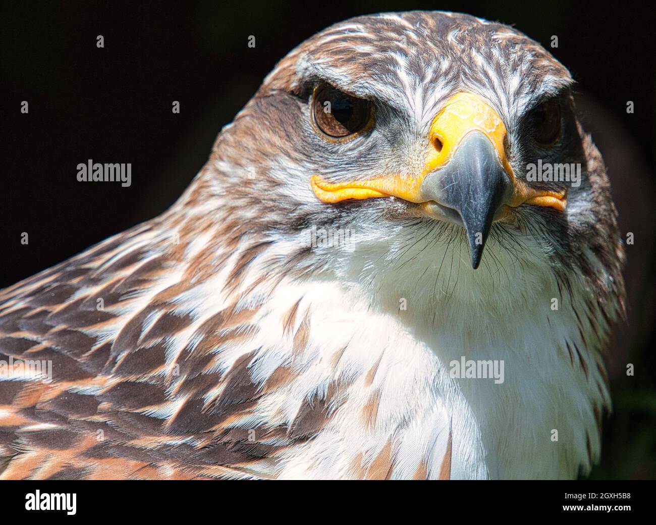 Largest hawk hi-res stock photography and images - Alamy