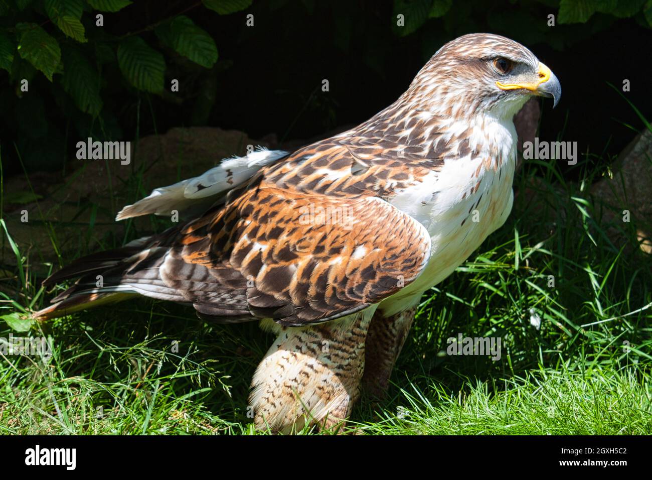 The largest hawk hi-res stock photography and images - Alamy