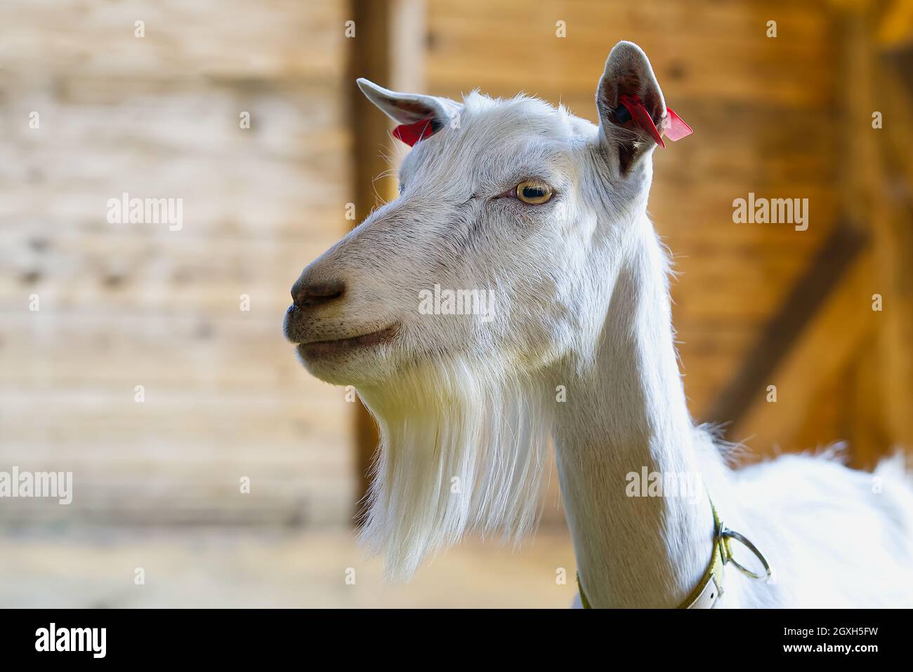 White goat in the barn. Domestic goats in the farm. Cute an angora wool ...
